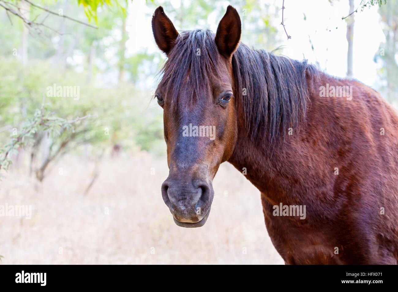 Wild and domesticated Mustangs of Mexico Stock Photo - Alamy