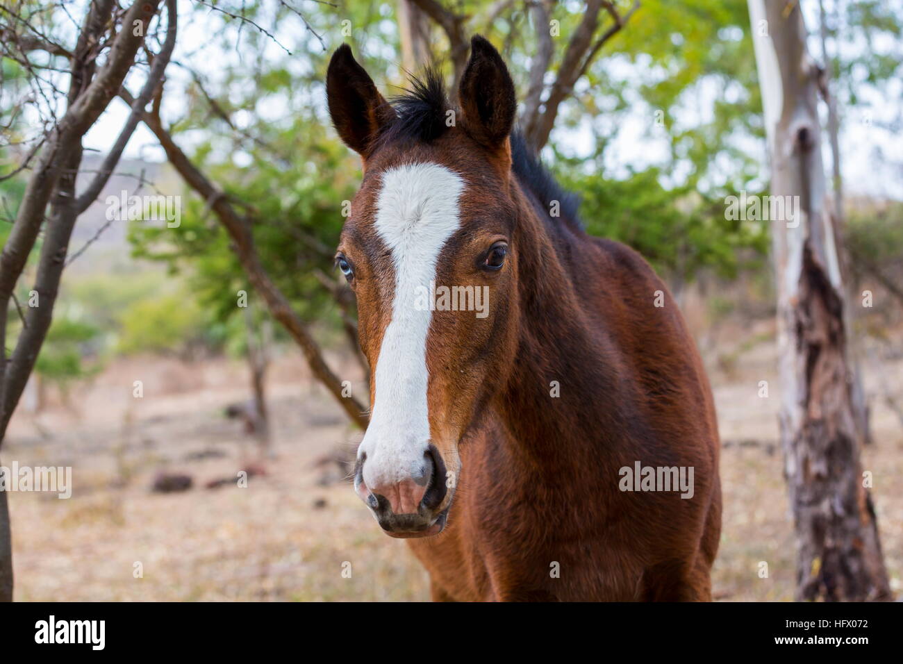 Wild mustangs running free hi-res stock photography and images - Alamy