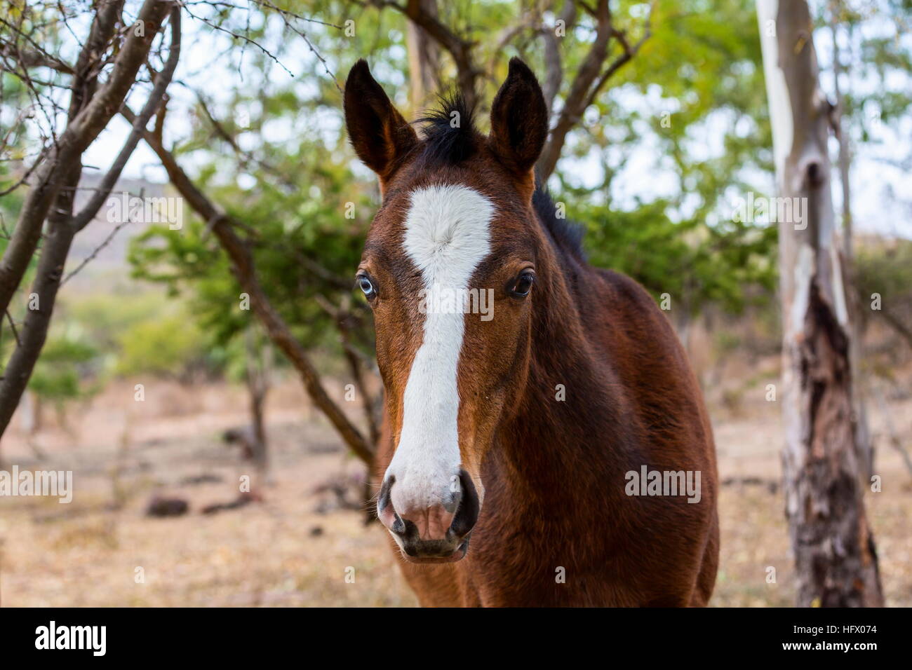 Wild and domesticated Mustangs of Mexico Stock Photo - Alamy