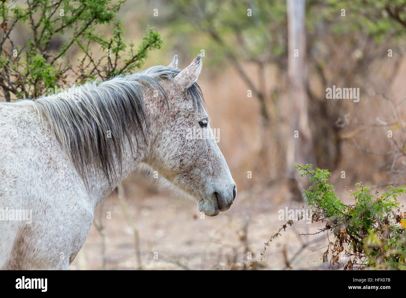 Wild and domesticated Mustangs of Mexico Stock Photo - Alamy