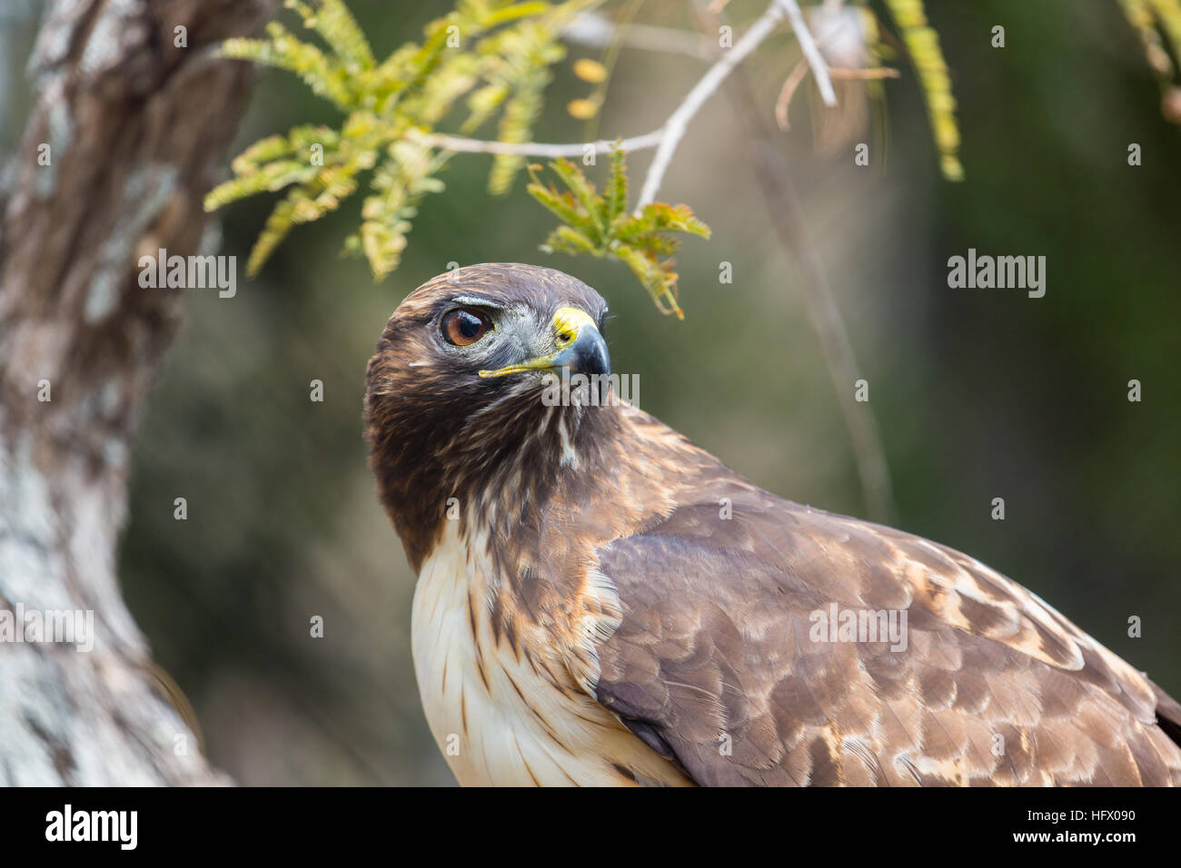 Close up head shot red tailed hawk hi-res stock photography and images ...