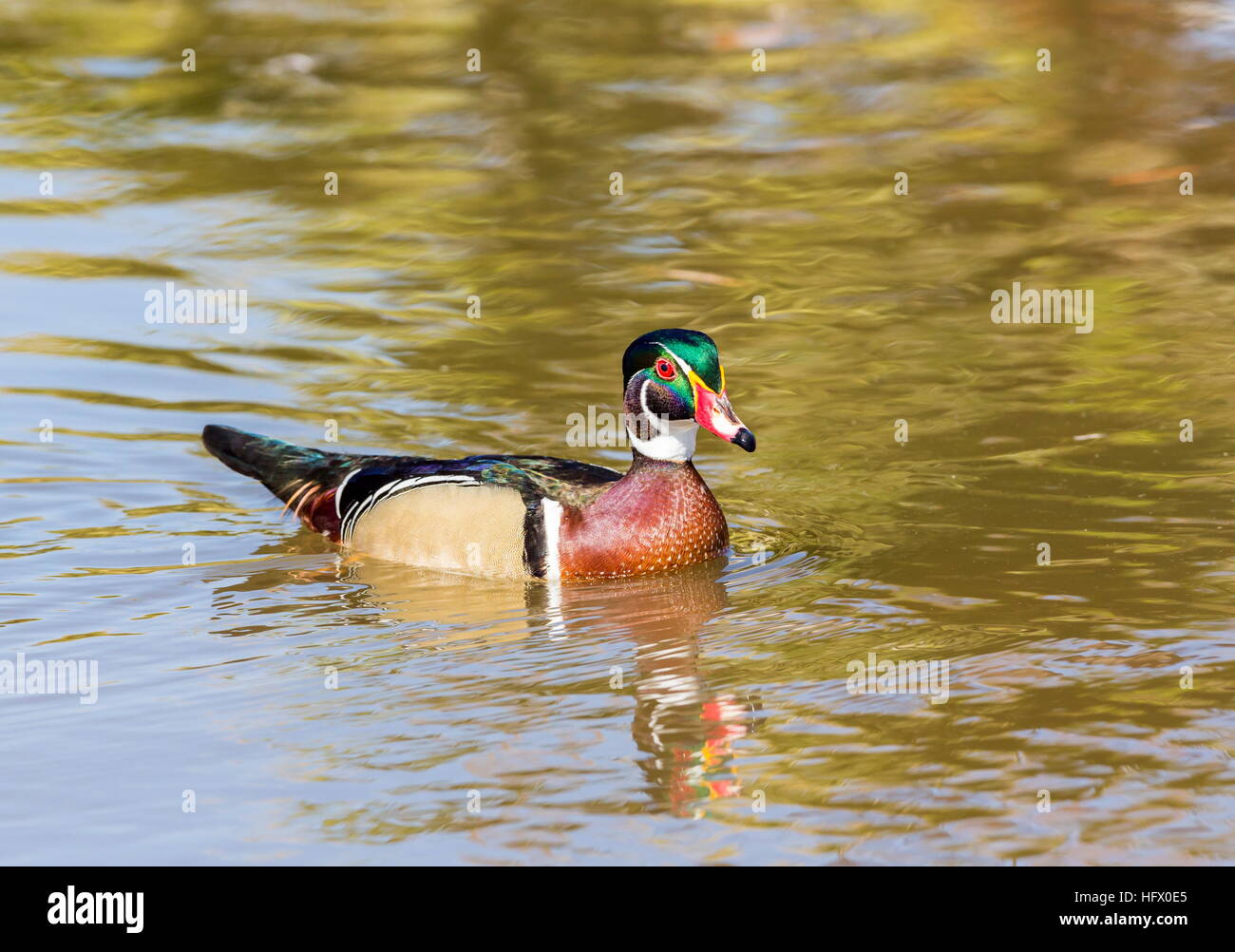 Species of perching duck hi-res stock photography and images - Alamy