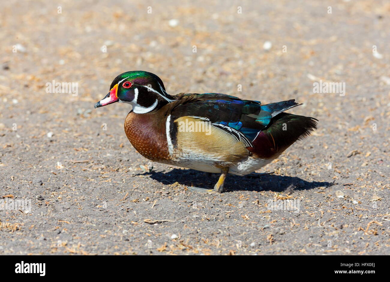 Wood duck male or Carolina duck is a species of perching duck found in ...