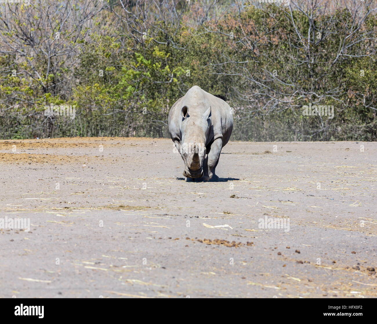 Rhinoceros standing alone in a field Stock Photo - Alamy