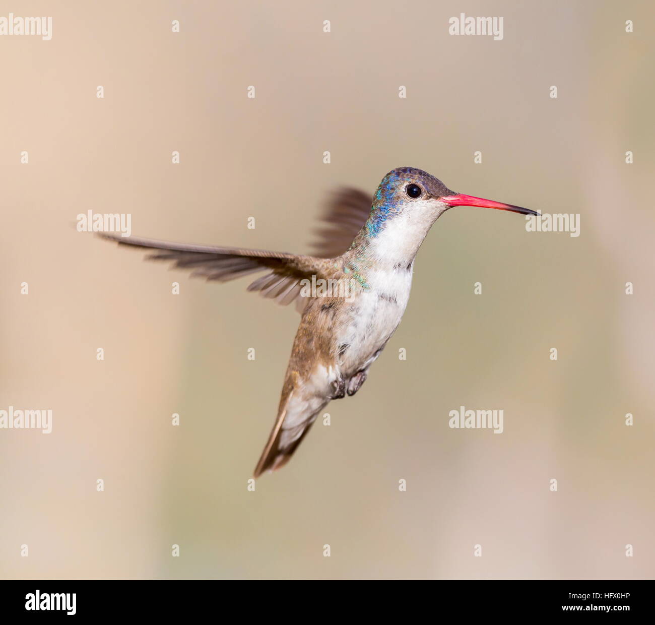 Violet Crowned Hummingbird Stock Photo - Alamy
