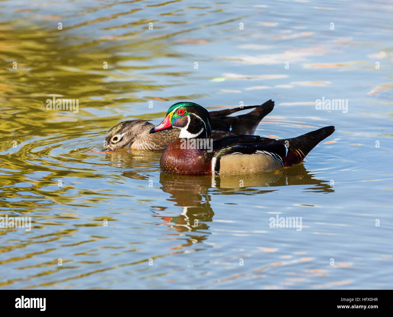 Species of perching duck hi-res stock photography and images - Alamy