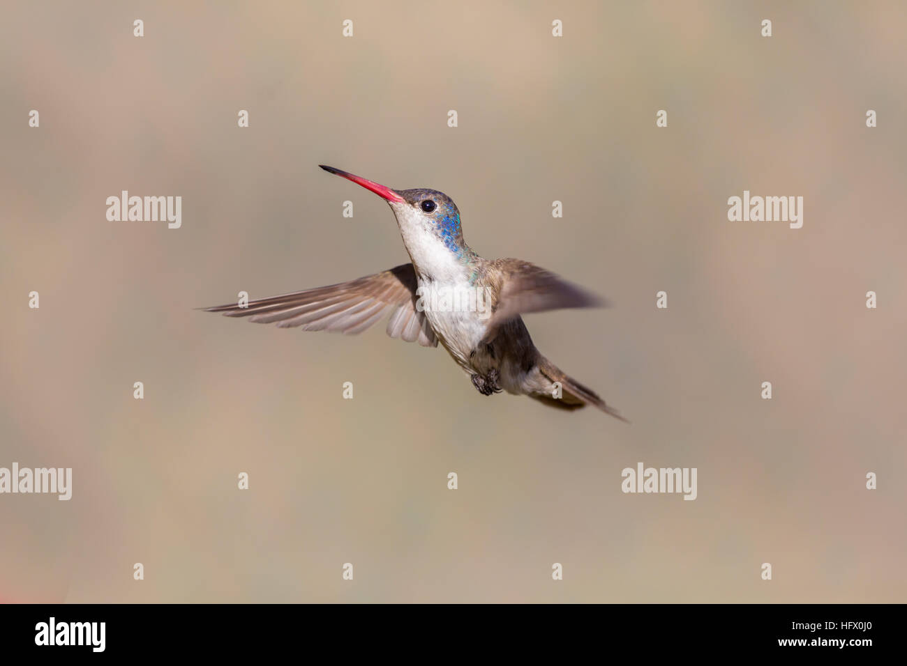 Violet Crowned Hummingbird Stock Photo - Alamy