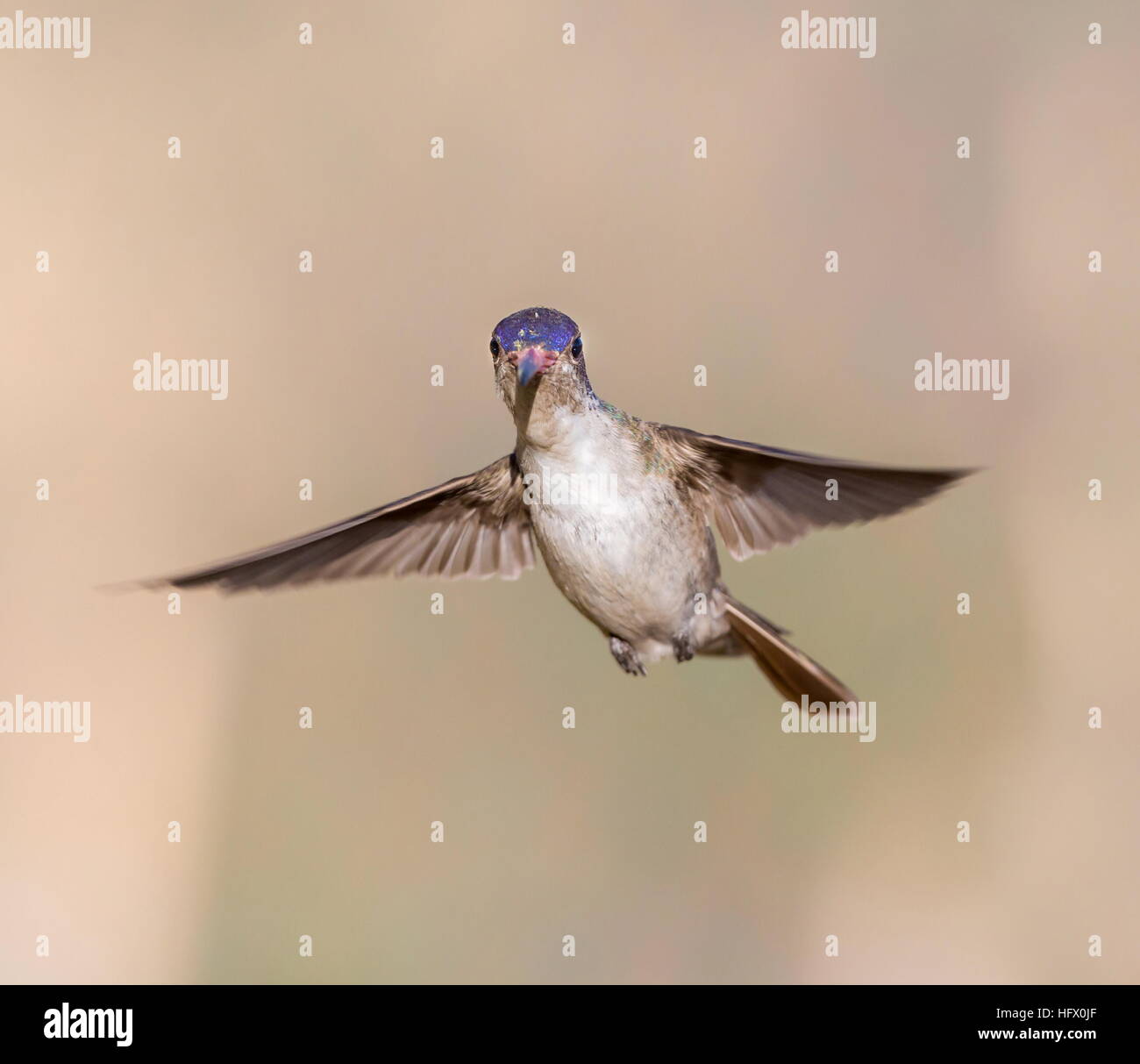 Violet Crowned Hummingbird Stock Photo - Alamy