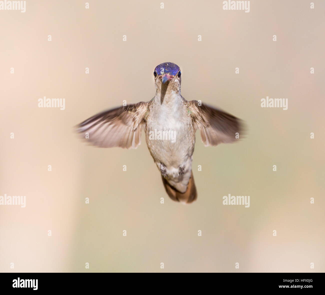 Violet Crowned Hummingbird Stock Photo - Alamy