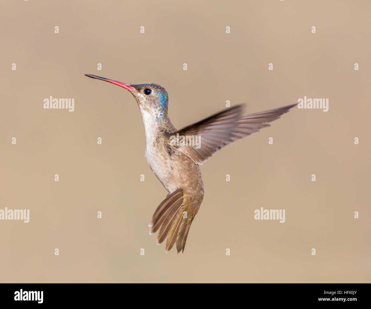 Hummingbird Flying Upside Down