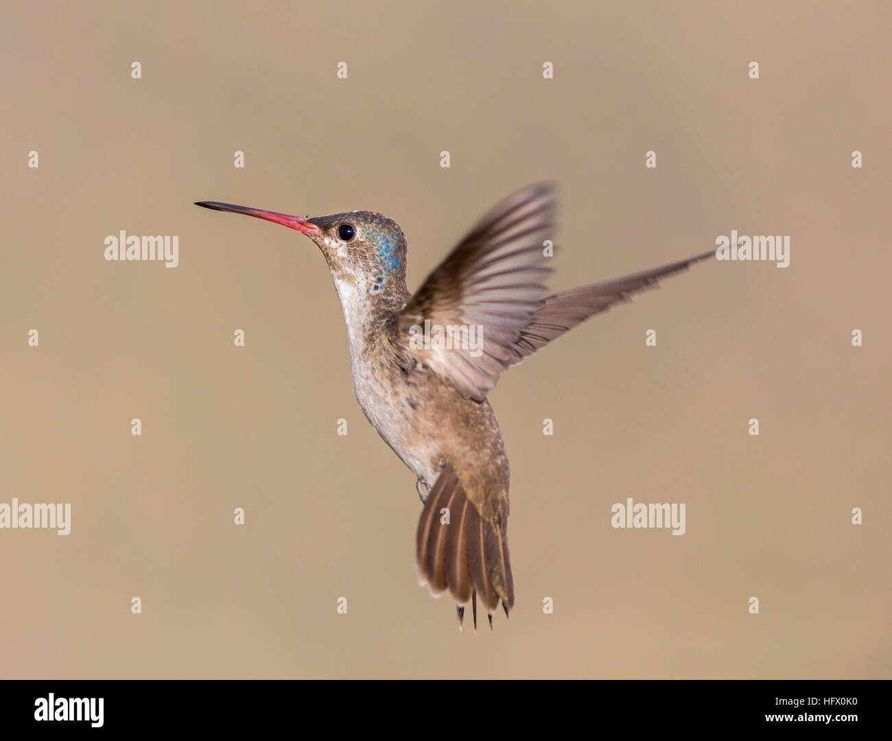 Violet Crowned Hummingbird Stock Photo - Alamy