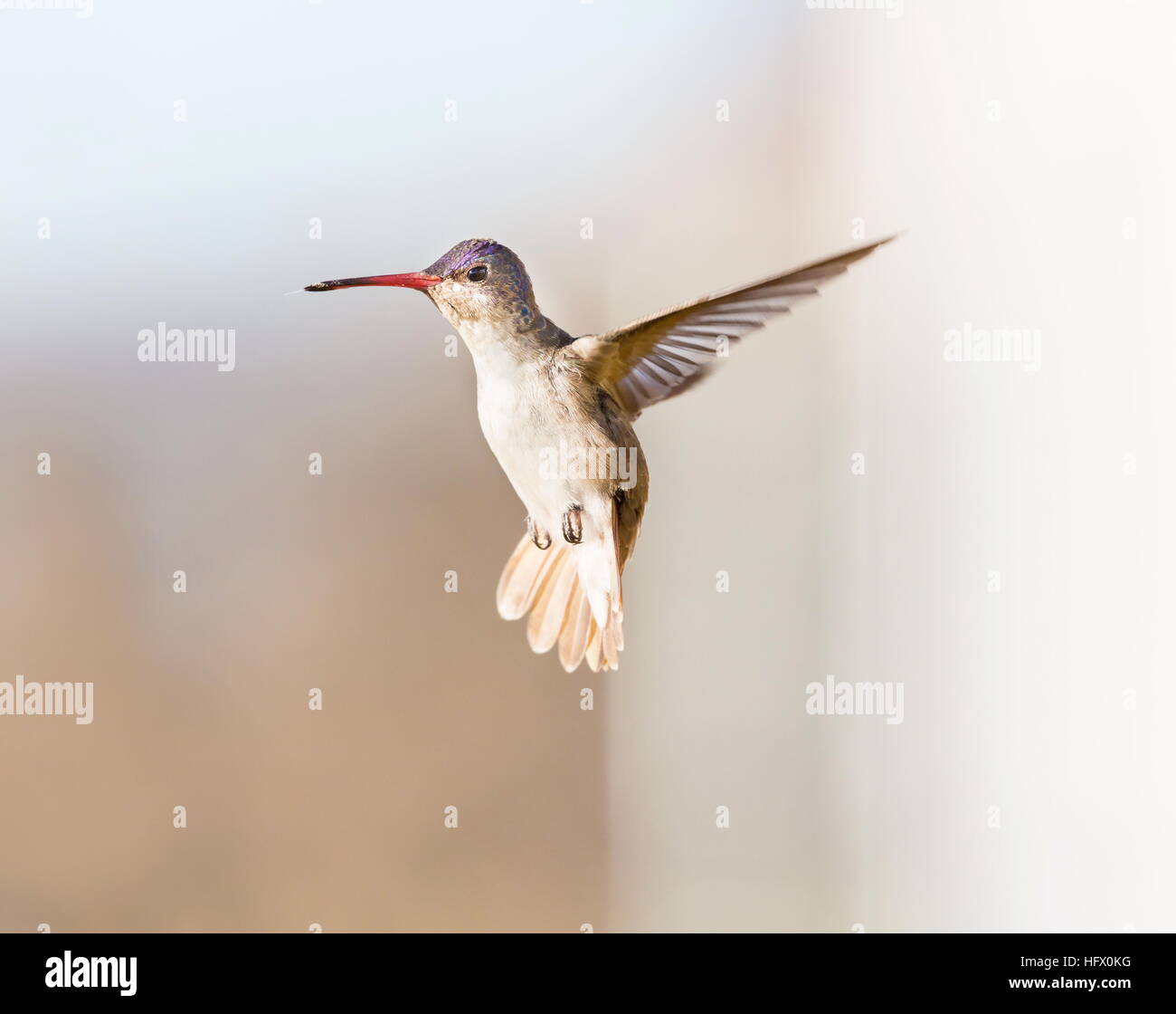 Violet Crowned Hummingbird Stock Photo - Alamy