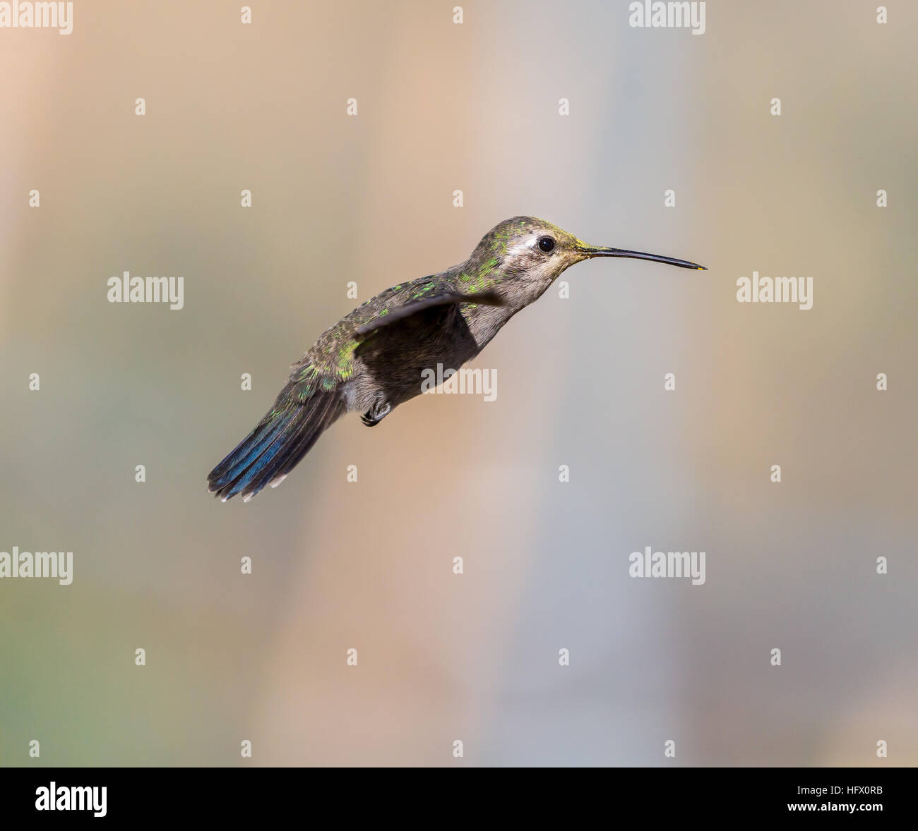 Rainbow hummingbird hi-res stock photography and images - Alamy