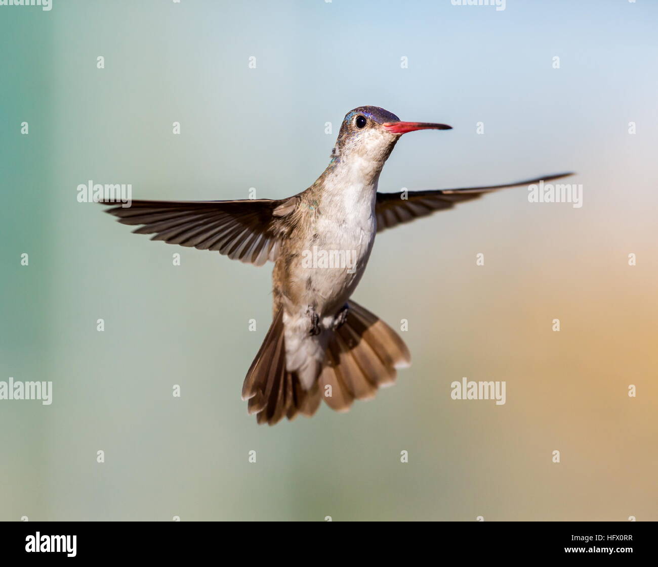 Violet Crowned Hummingbird Stock Photo - Alamy
