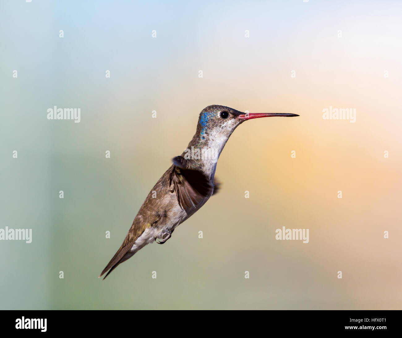 Violet Crowned Hummingbird Stock Photo - Alamy
