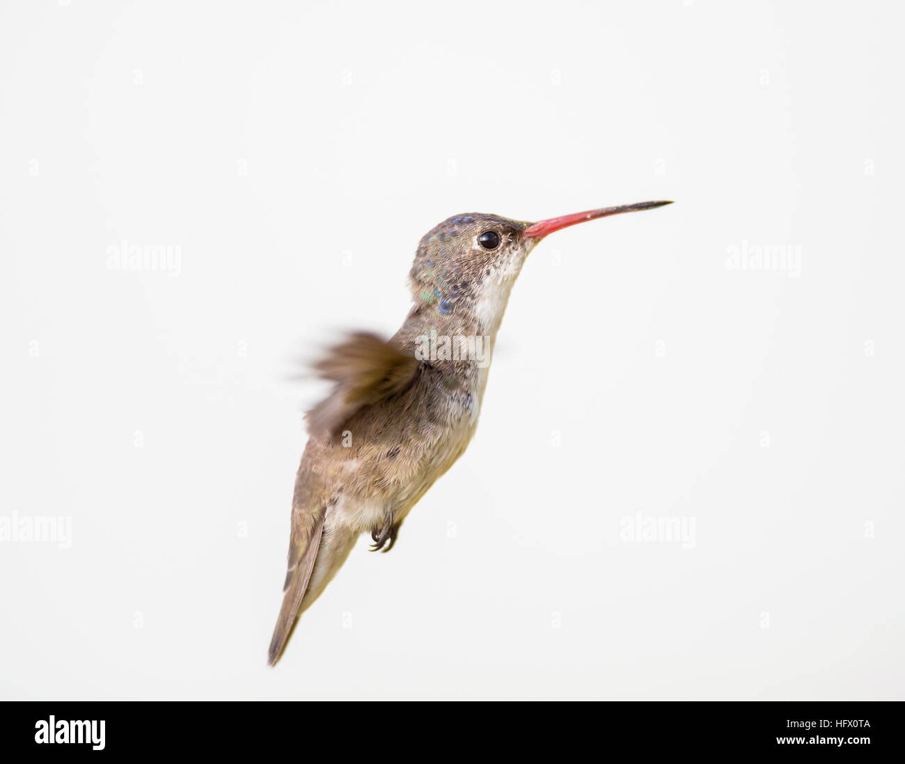 Violet Crowned Hummingbird Stock Photo - Alamy