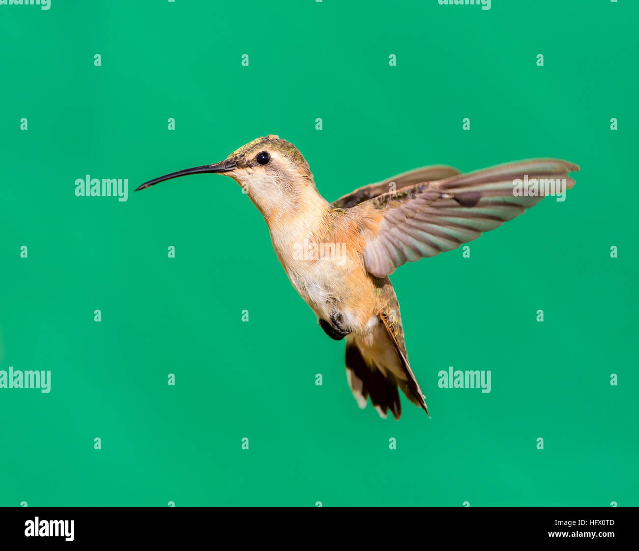 Lucifer hummingbird female Stock Photo - Alamy