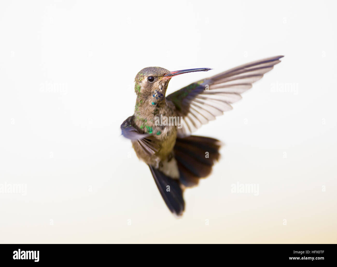 Lucifer hummingbird female Stock Photo - Alamy