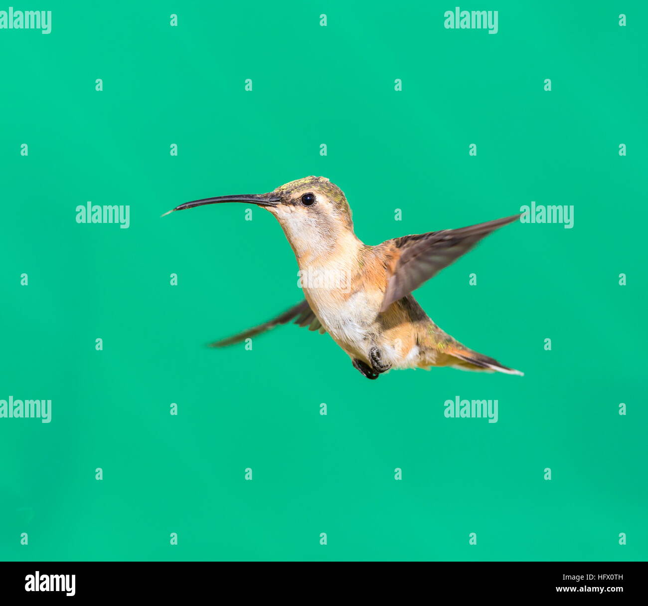 Lucifer hummingbird female Stock Photo - Alamy