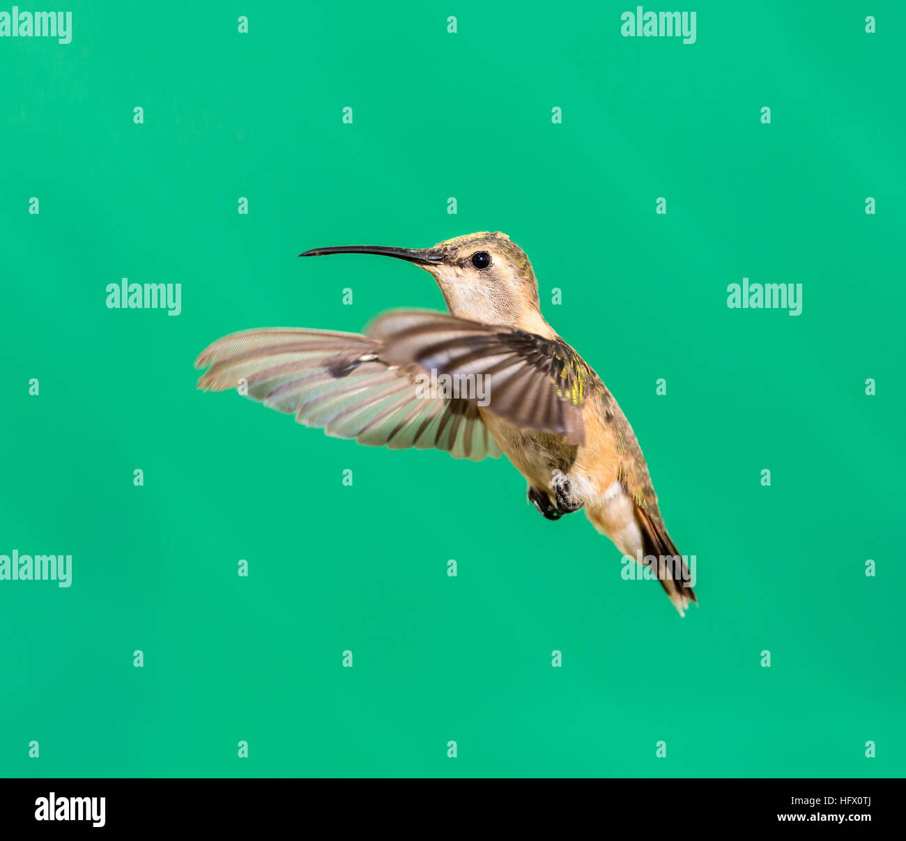 Lucifer hummingbird female Stock Photo - Alamy