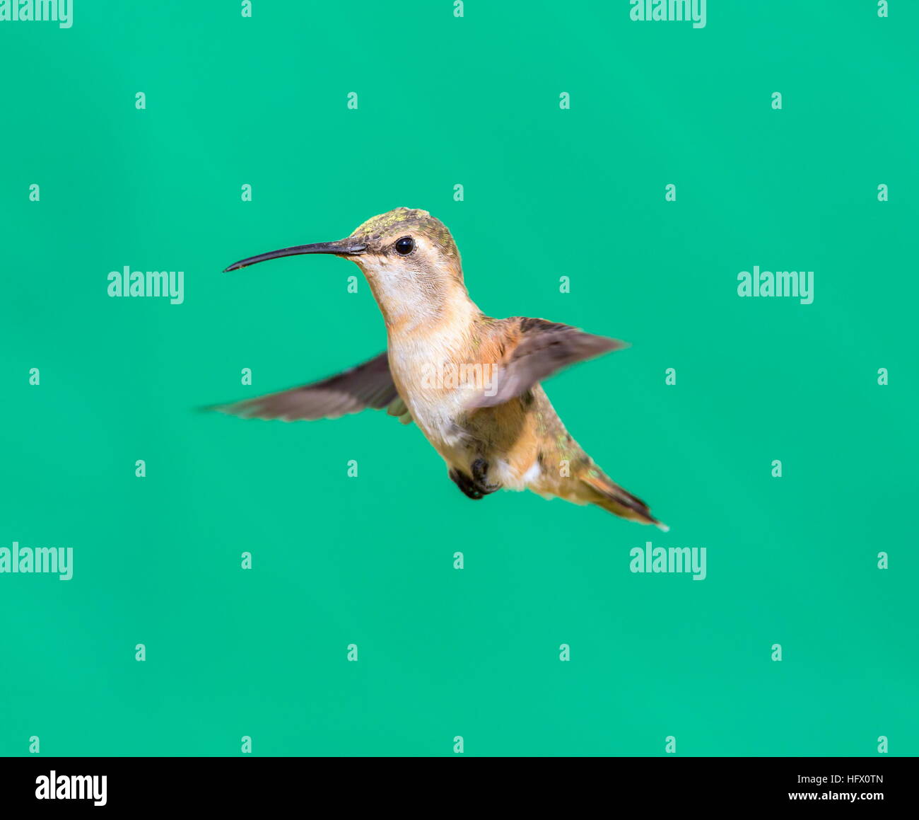 Lucifer hummingbird female Stock Photo - Alamy