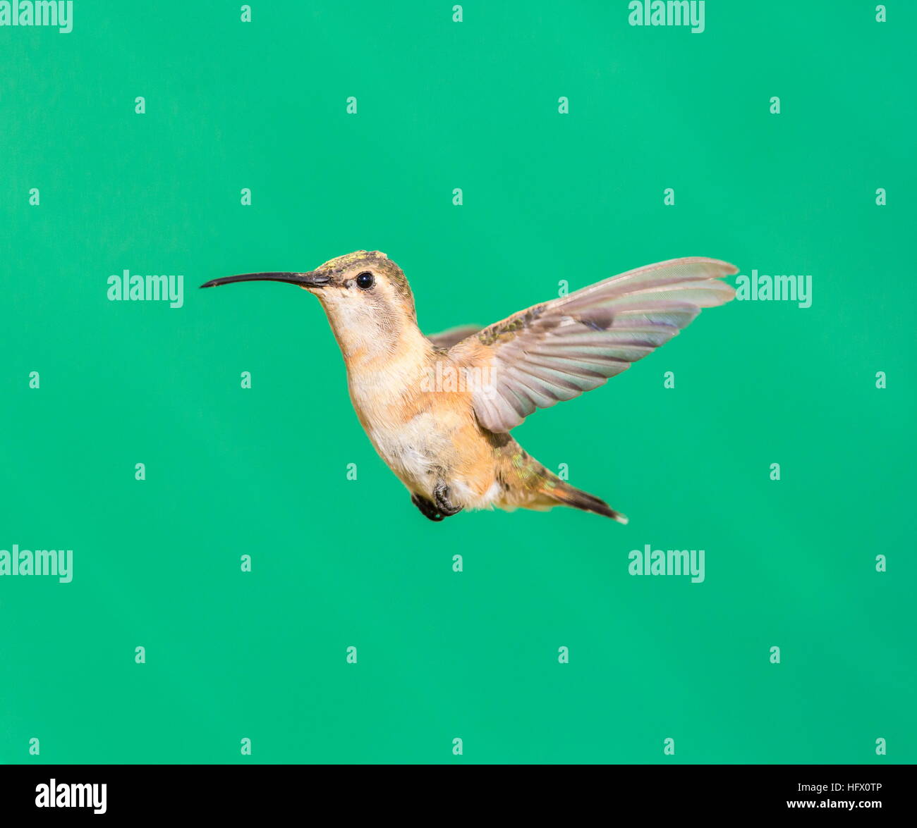 Lucifer hummingbird female Stock Photo - Alamy