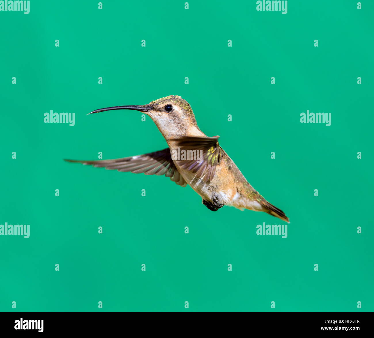 Lucifer hummingbird female Stock Photo - Alamy