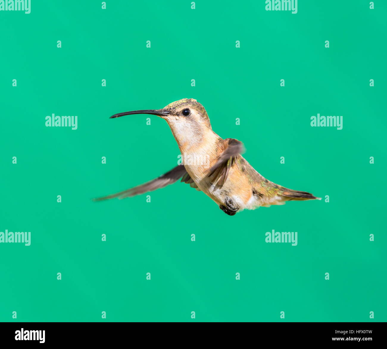 Lucifer hummingbird female Stock Photo - Alamy