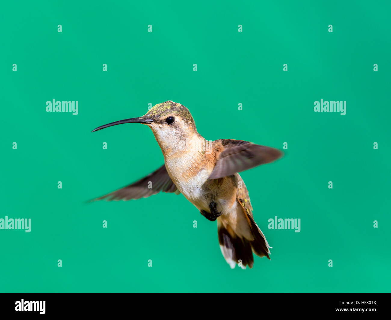 Lucifer hummingbird female Stock Photo - Alamy