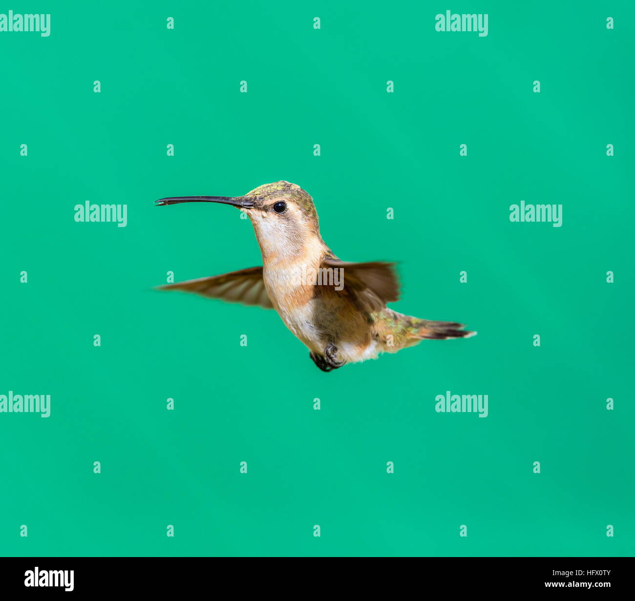 Lucifer hummingbird female Stock Photo - Alamy