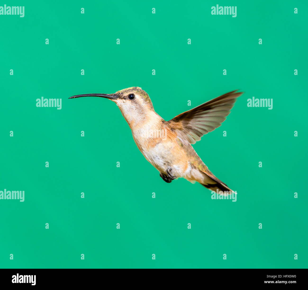 Lucifer hummingbird female Stock Photo - Alamy