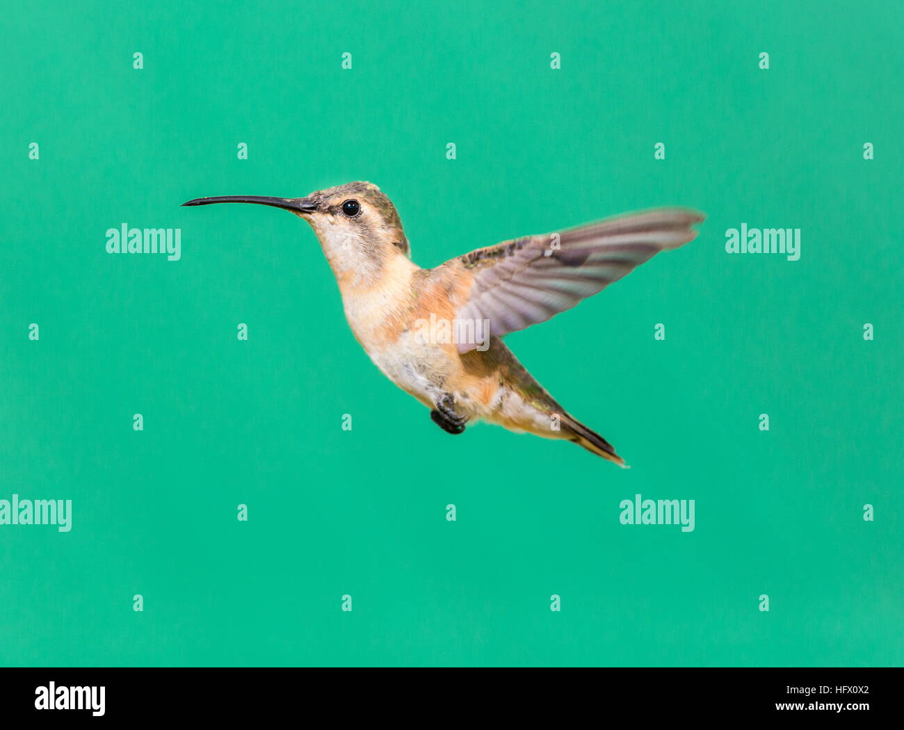 Lucifer hummingbird female Stock Photo - Alamy