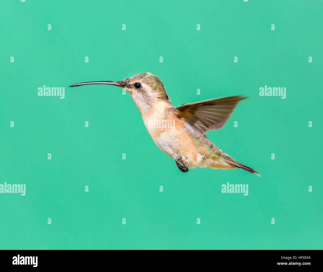 Lucifer hummingbird female Stock Photo - Alamy