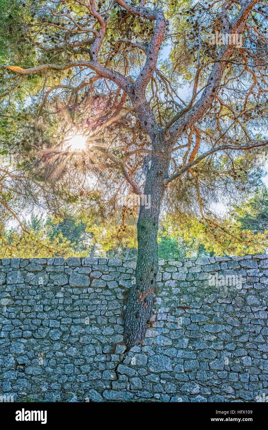 Tree growing through the wall Stock Photo - Alamy
