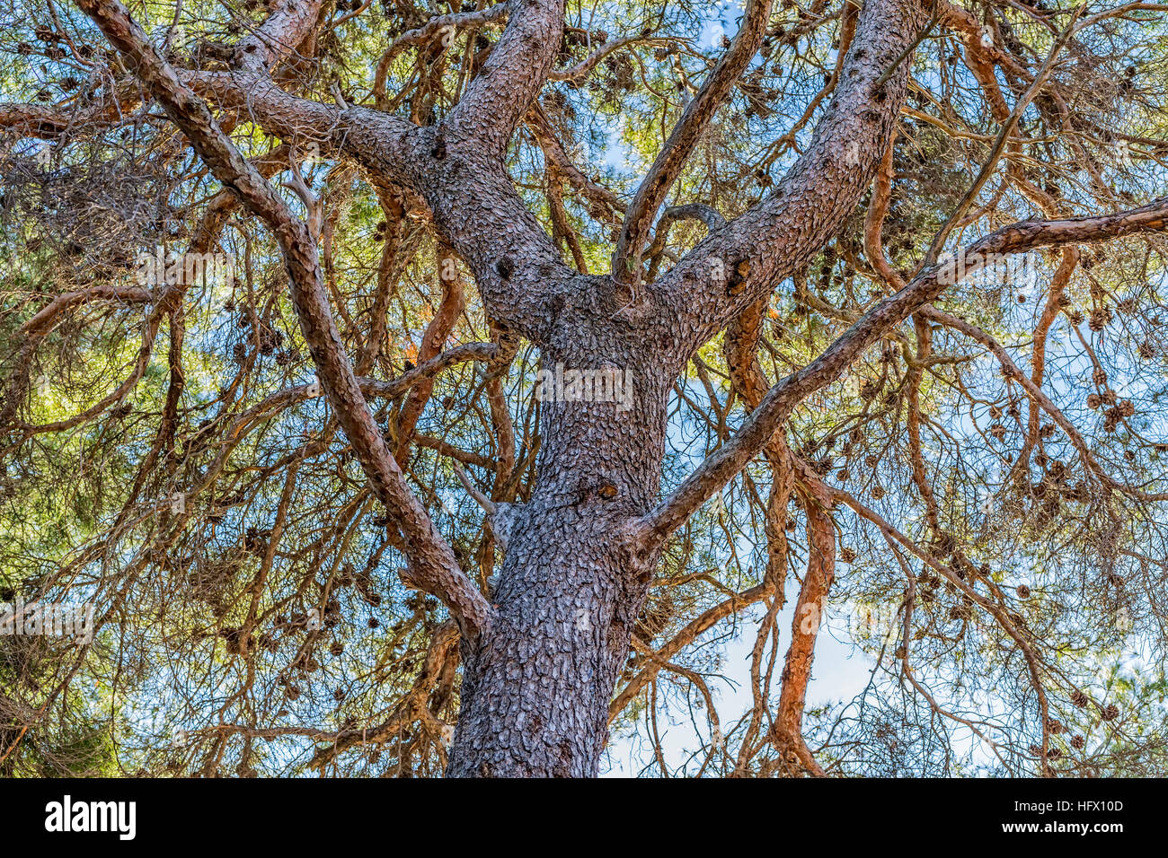 Pine treetop hi-res stock photography and images - Alamy