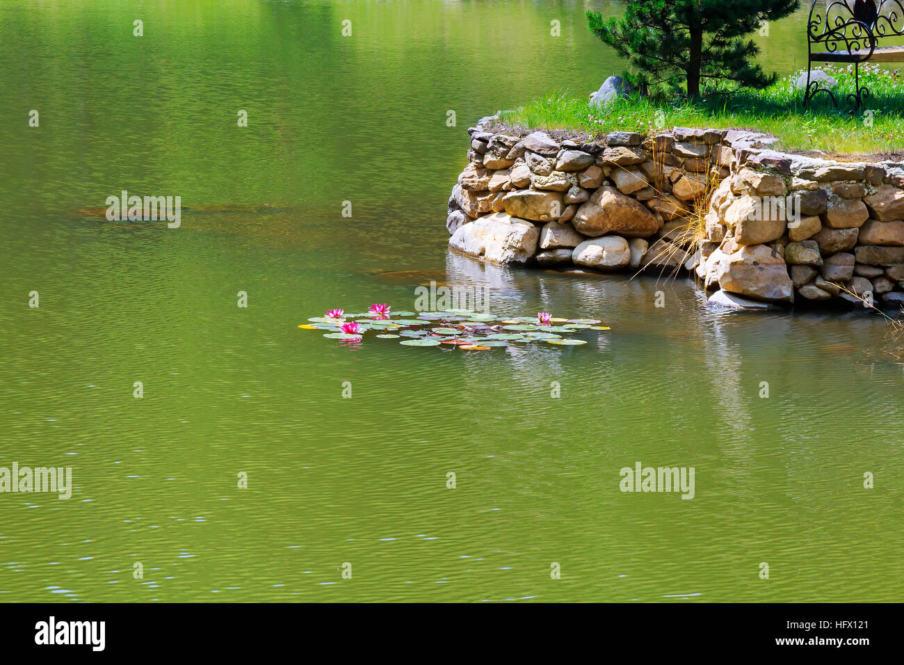 Pink water lily flower blossom in the lake summertime lilies floating ...