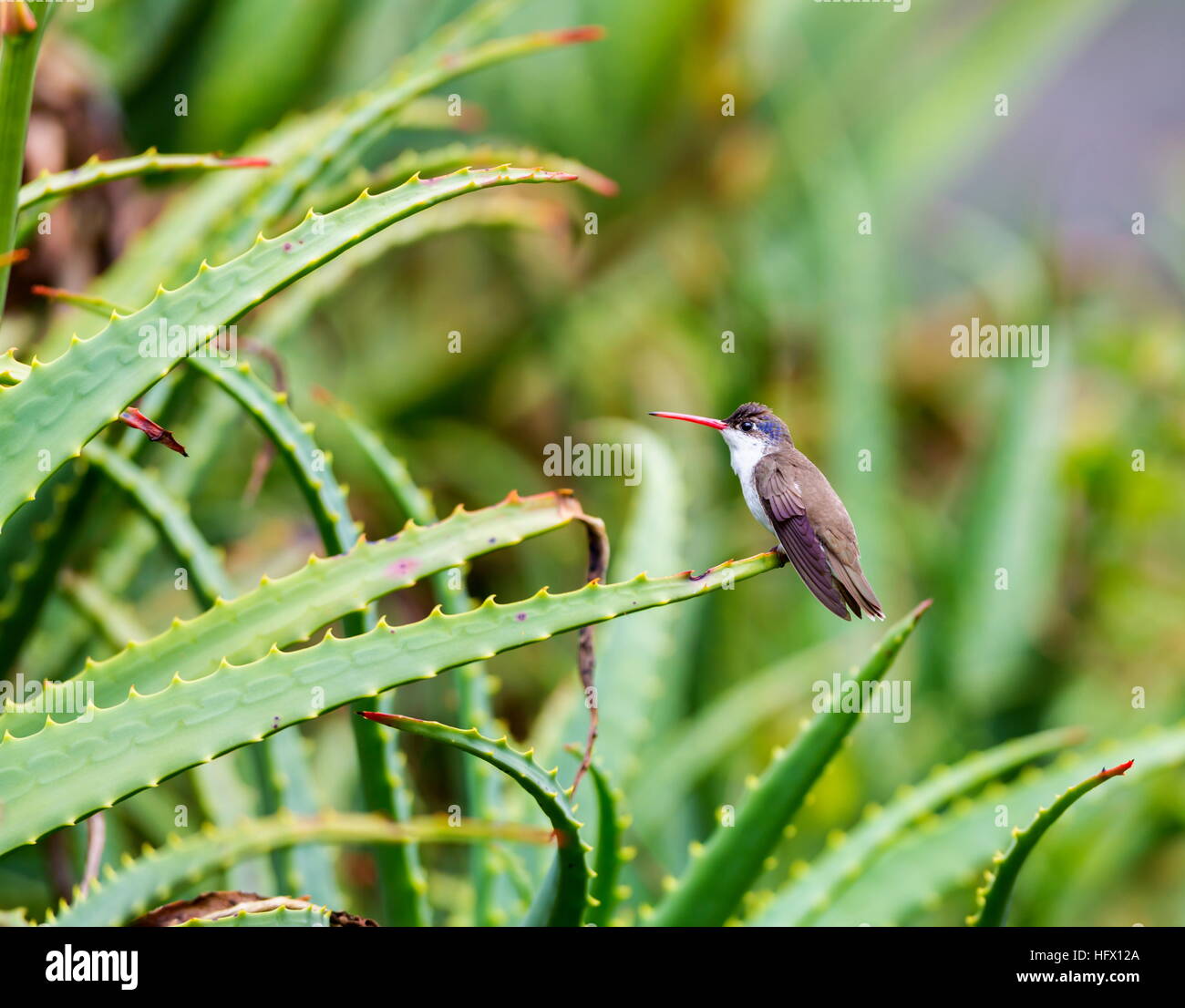 Violet Crowned Hummingbird Stock Photo - Alamy