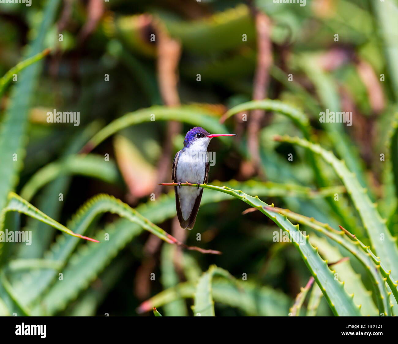 Violet Crowned Hummingbird Stock Photo - Alamy