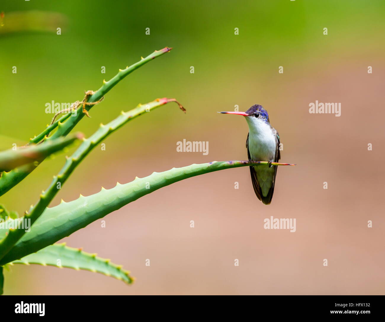 Violet Crowned Hummingbird Stock Photo - Alamy