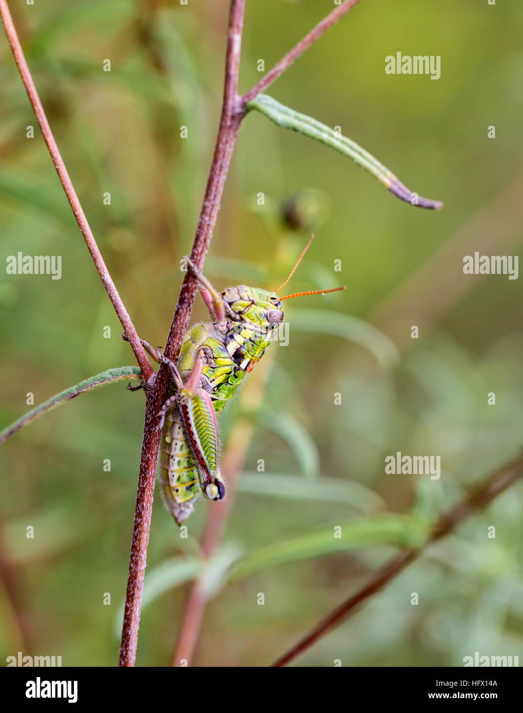 Grasshopper in a field in Mexico Stock Photo - Alamy