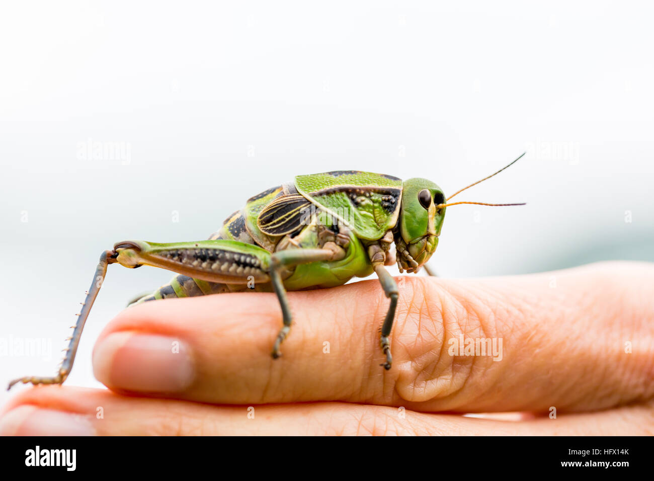 Grasshopper in a field in Mexico Stock Photo - Alamy