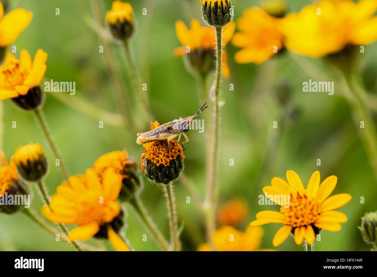 Wild flowers and insects of Mexico Stock Photo - Alamy
