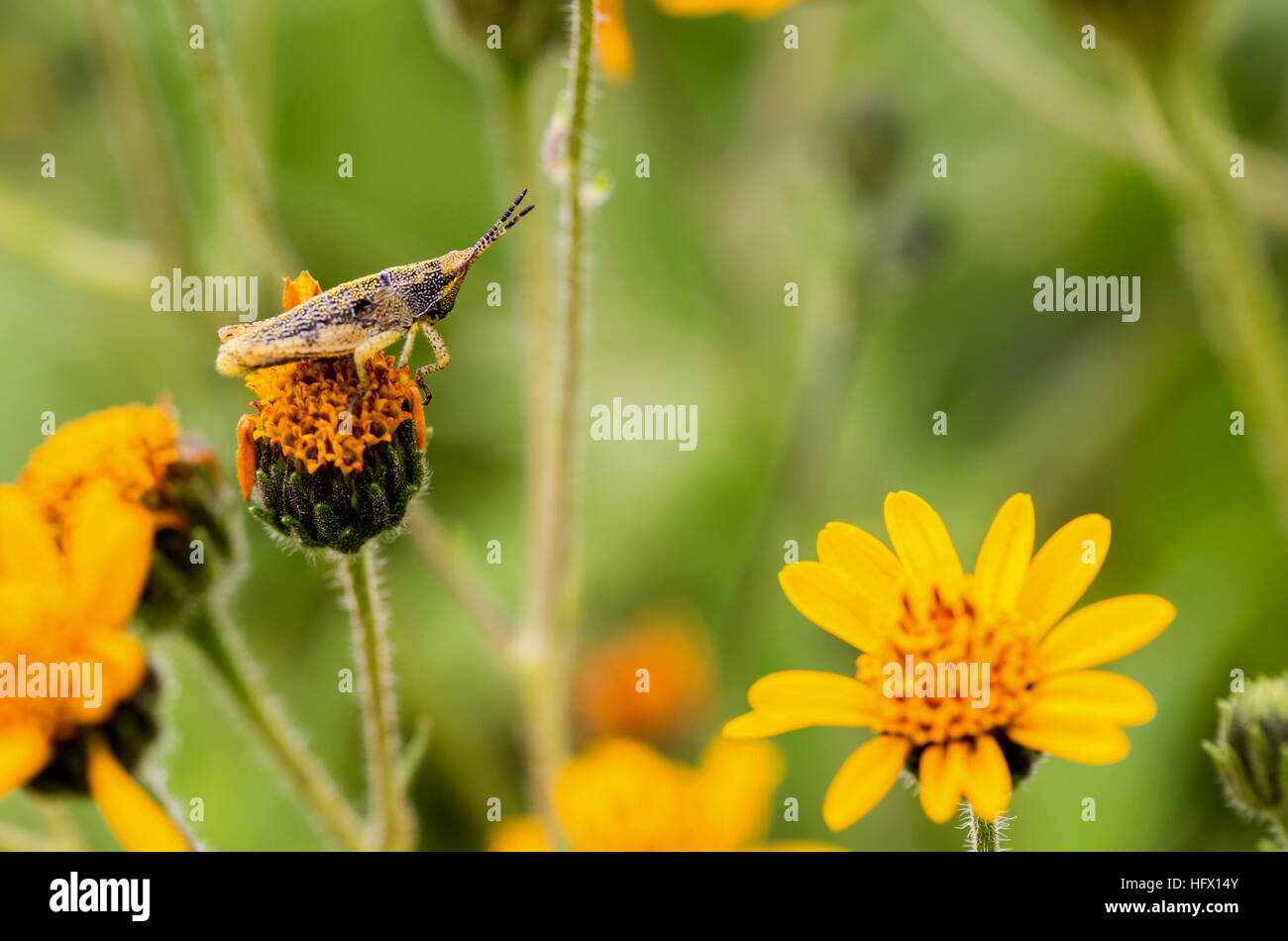 Wild flowers and insects of Mexico Stock Photo - Alamy