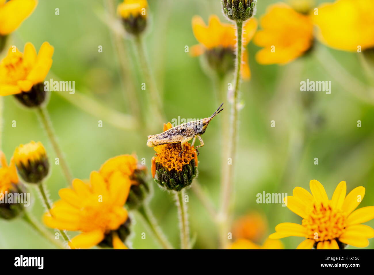 Wild flowers and insects of Mexico Stock Photo - Alamy