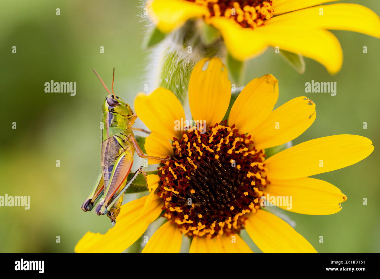 Wild flowers and insects of Mexico Stock Photo - Alamy