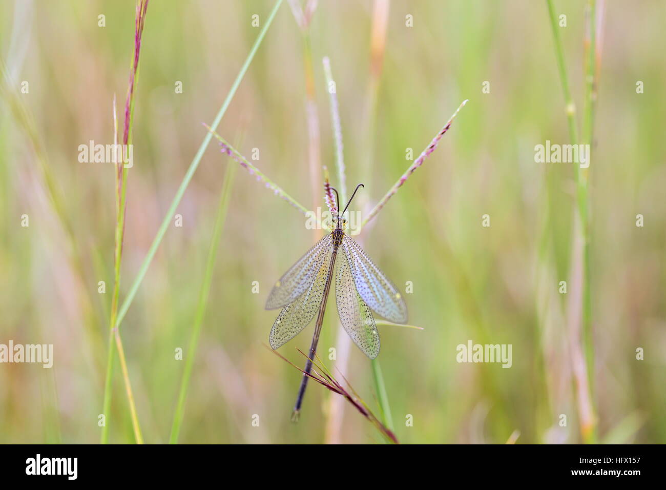 Wild flowers and insects of Mexico Stock Photo - Alamy