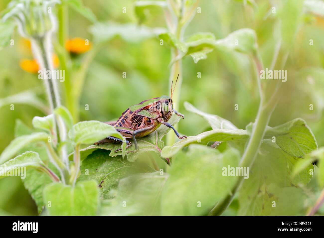 Grasshopper in a field in Mexico Stock Photo - Alamy