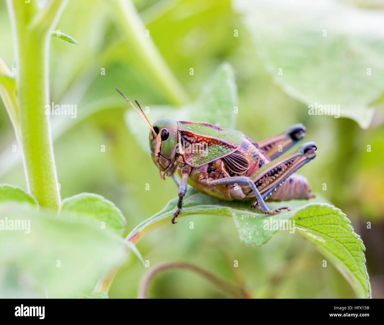 Grasshopper in a field in Mexico Stock Photo - Alamy