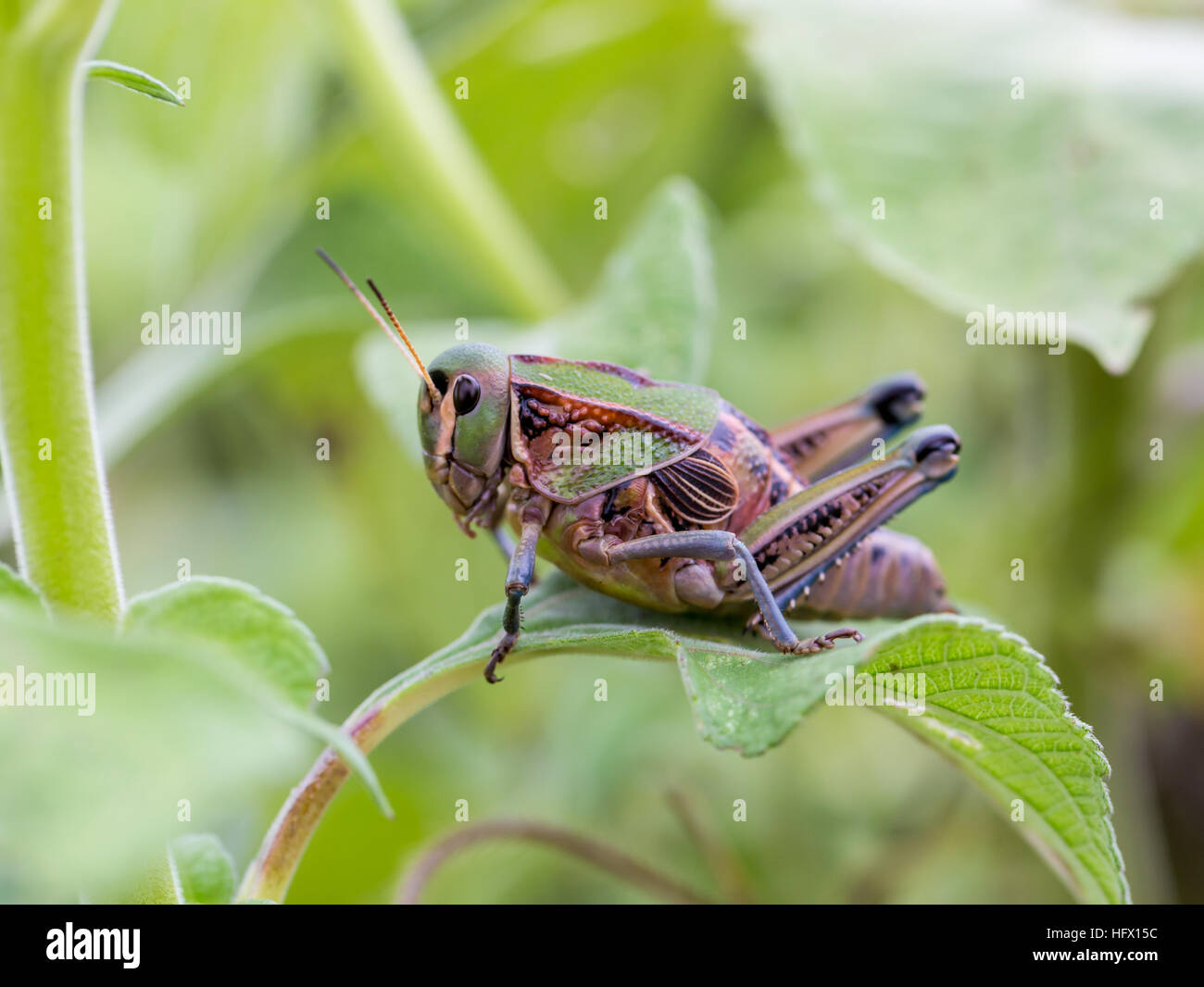 Grasshopper in a field in Mexico Stock Photo - Alamy