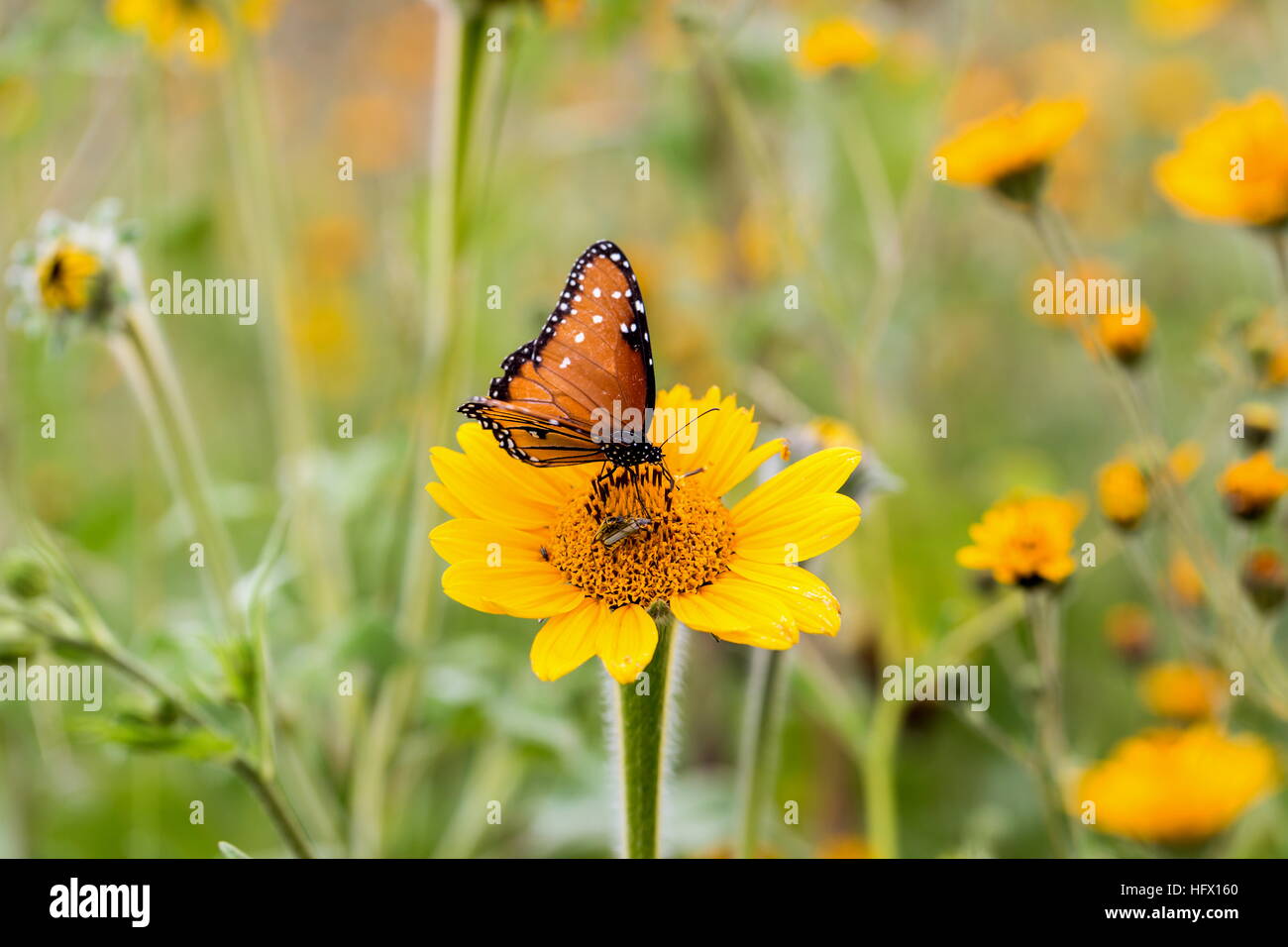 Bordered Patch butterfly in central Mexico. Orange and brown butterfly ...